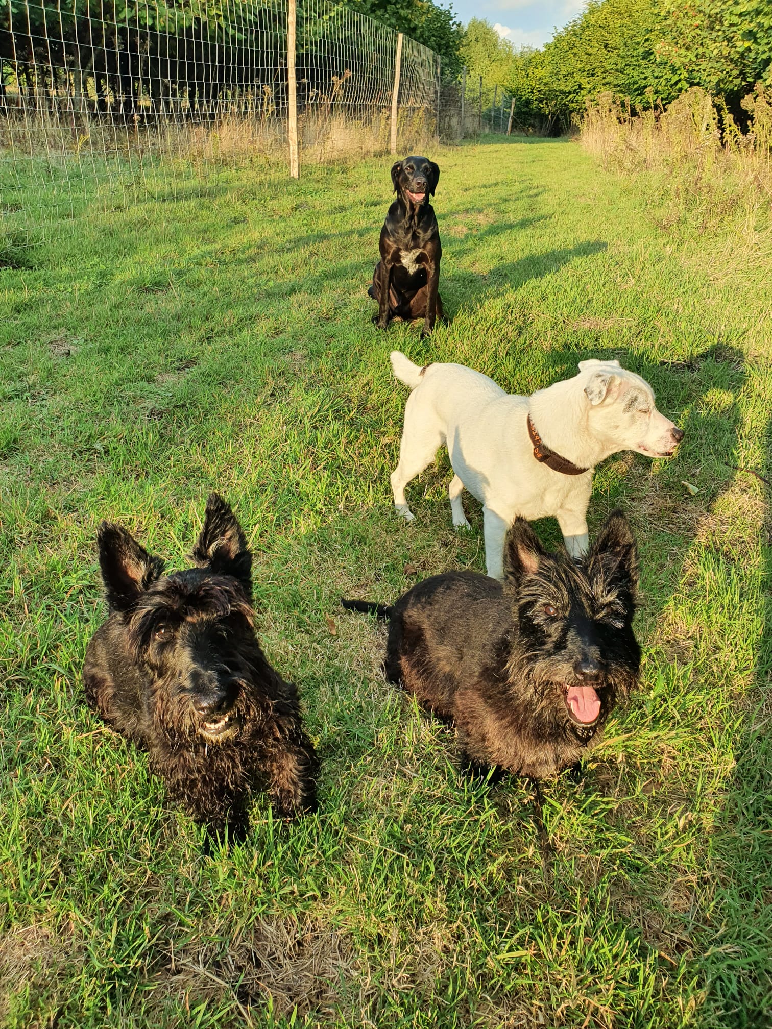 Etching Wood | Dog walking | Alpaca Walking | Uckfield